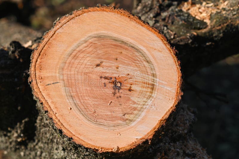 The Tree Stump is Just in the Garden. Stock Image - Image of stump ...