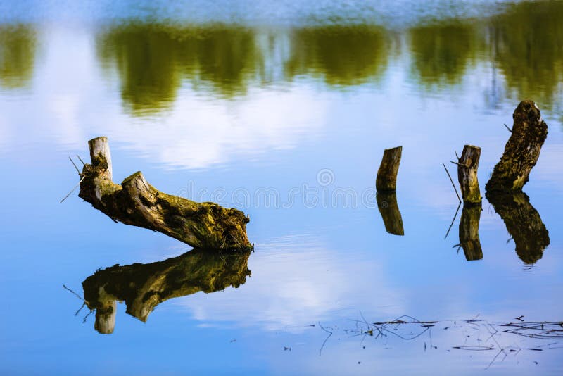 A Tree Stump in a Lake with Copyspace on Sky S Reflection on Wat Stock ...