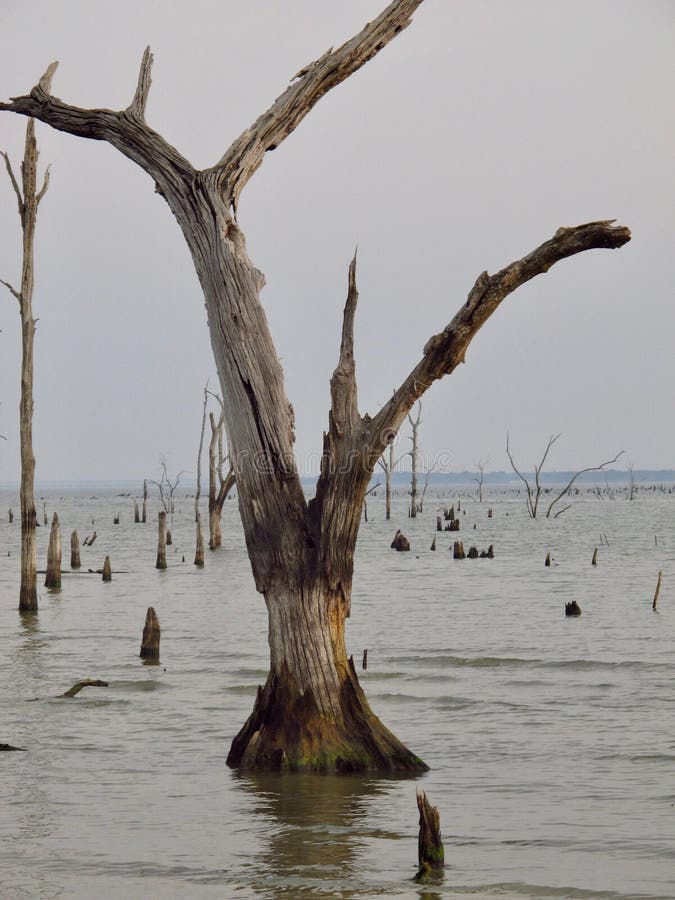 Lake Stump stock image. Image of outdoor, water, beautiful - 1579125