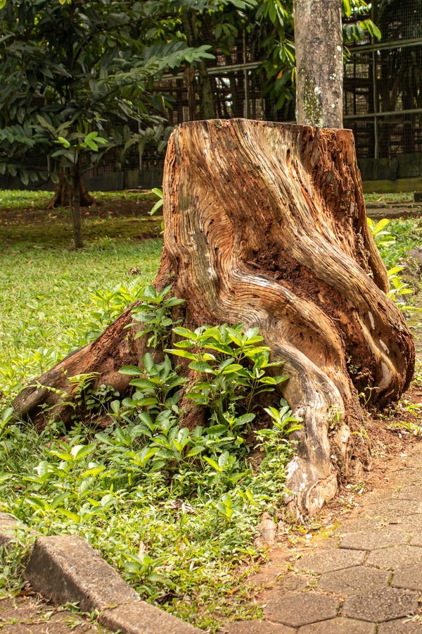 Tree Stump Large and a Beautiful Brown Color Stock Image - Image of ...