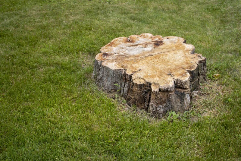 Tree Stump of a Large Chainsaw Cut Tree on the Grass Stock Image ...