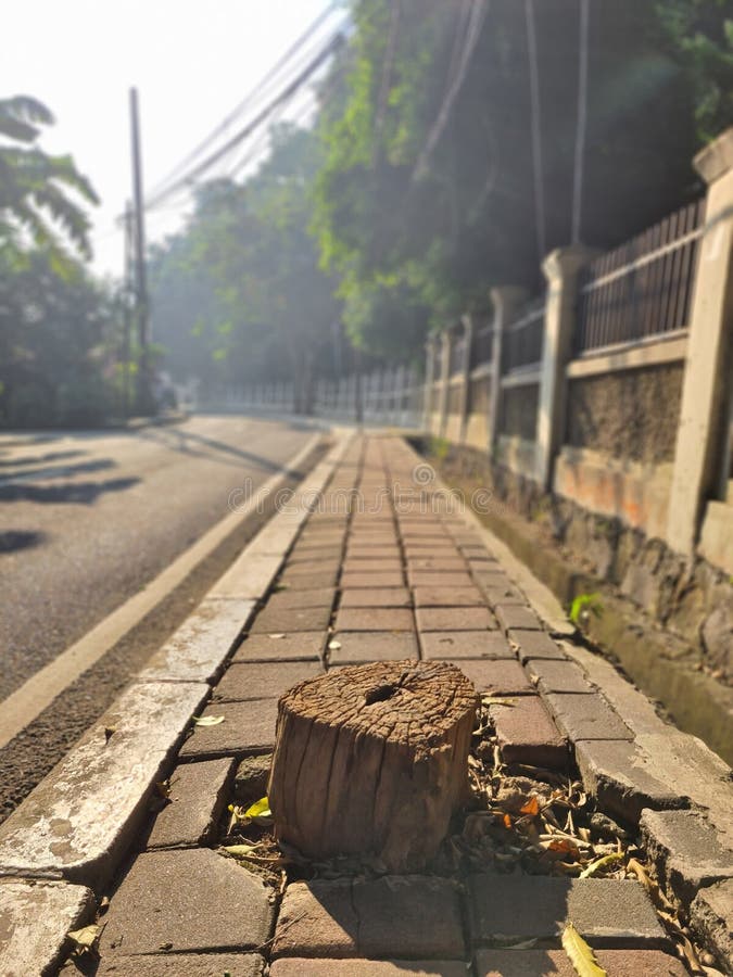Tree Stump Left on Pedestrian Path beside Main Road Stock Photo - Image ...
