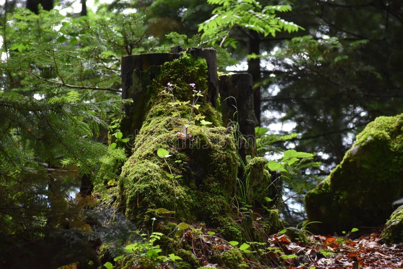 Tree Stump Life Still Thrives Stock Photo - Image of still, shrub ...