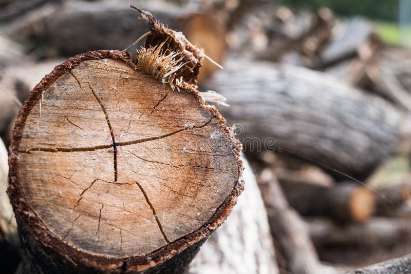 Tree Stump with Log Stack Background Stock Photo - Image of grass ...