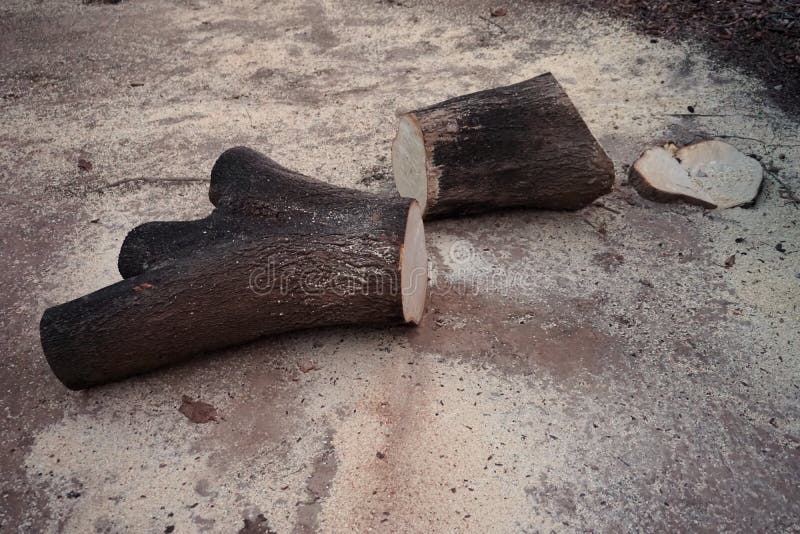 Tree stump stock image. Image of color, rural, bark, stump - 57931293