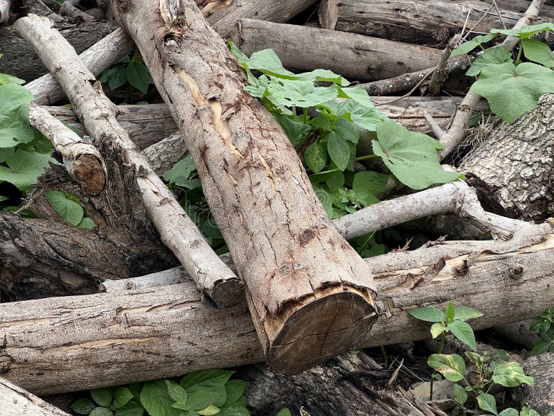 Tree Stump and Log Texture. Wood Texture Stock Photo - Image of grass ...