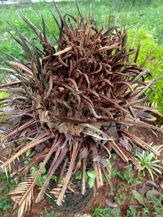 Tree Stump Look Like Meduza Head Stock Image - Image of jungle, leaf ...