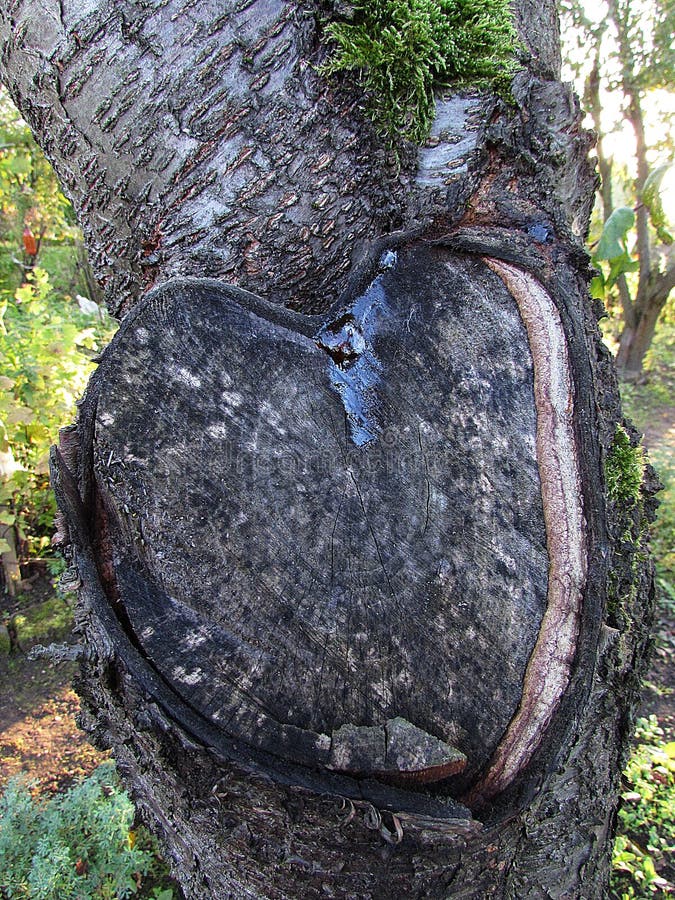 Tree Stump Looks Like Heart Resin Stock Photos - Free & Royalty-Free ...