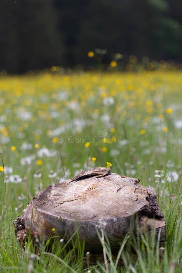 Tree Stump in a Meadow with Dandelions Stock Image - Image of forest ...