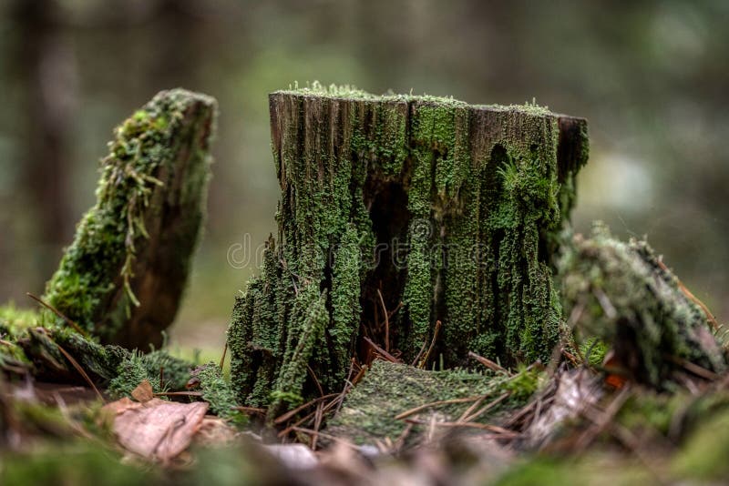 Tree Stump in Mountain Forest Stock Image - Image of people, board ...