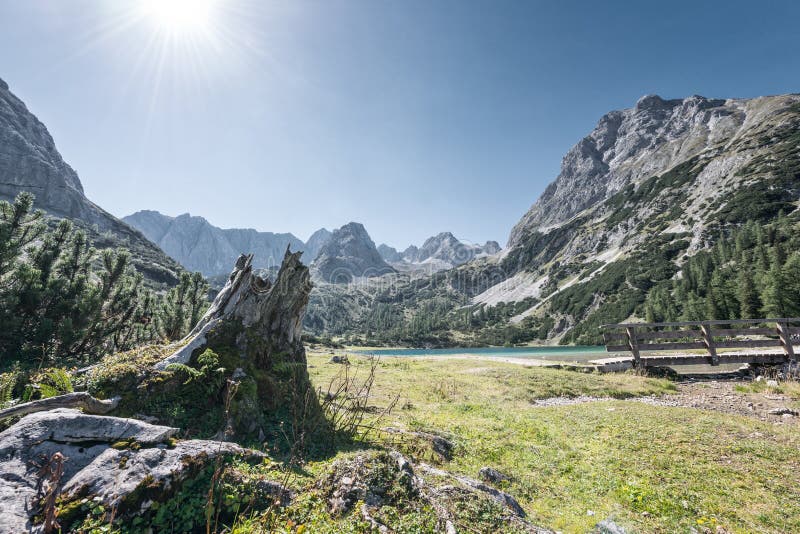Tree Stump at Mountain Lake Seebensee in Alps Stock Image - Image of ...
