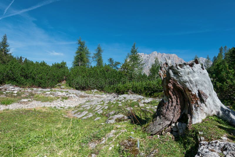 Tree Stump at Mountain Meadow at Blue Sky Stock Photo - Image of ...