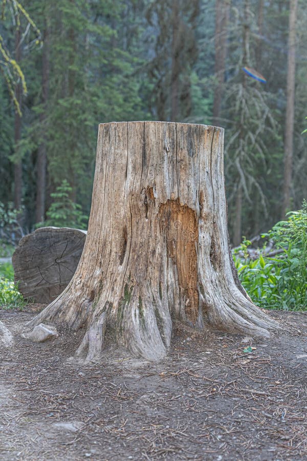 Tree Stump in a National Park Forest Stock Photo - Image of nature ...