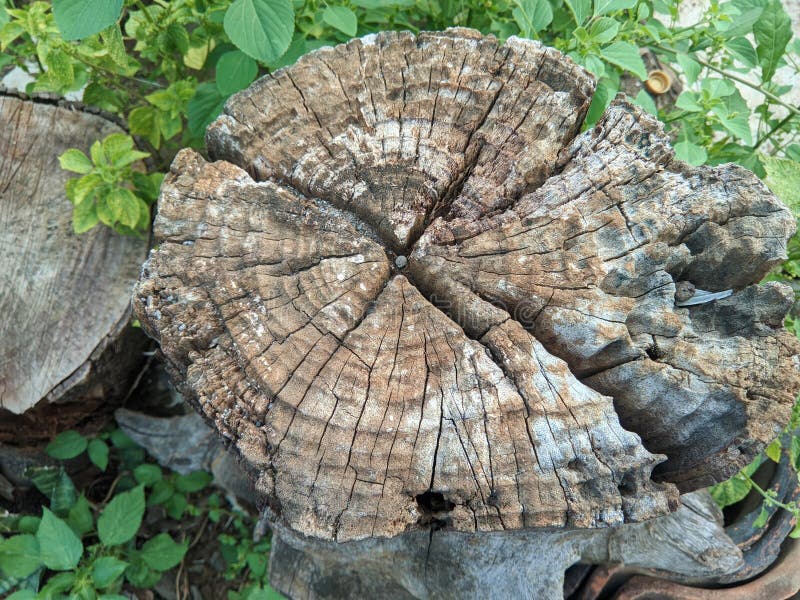 Tree Stump with Natural Cracks Around Wild Plants Stock Photo - Image ...