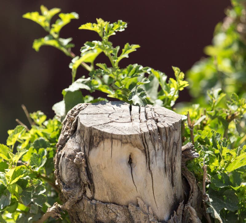 Tree stump on the nature . stock image. Image of heart - 100548173