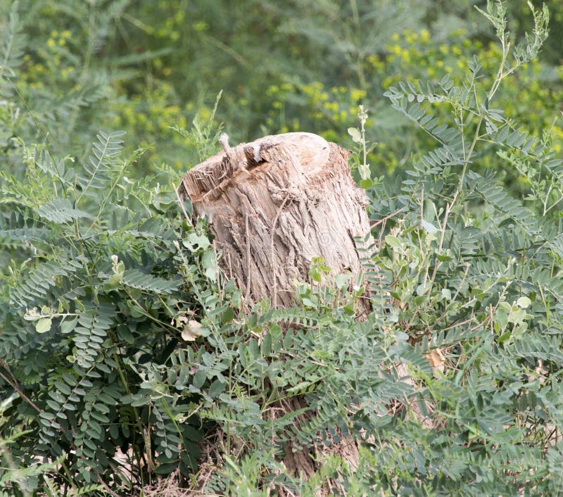 Tree stump on the nature . stock image. Image of forest - 100524481