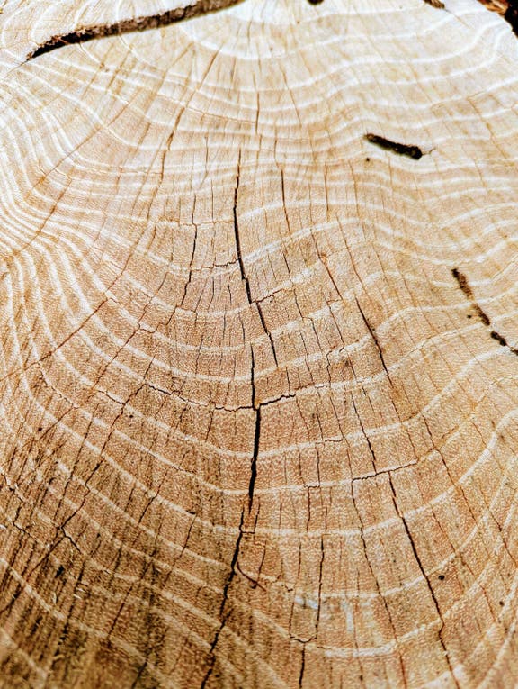 Tree stump new fresh cut stock photo. Image of fresh - 288963034