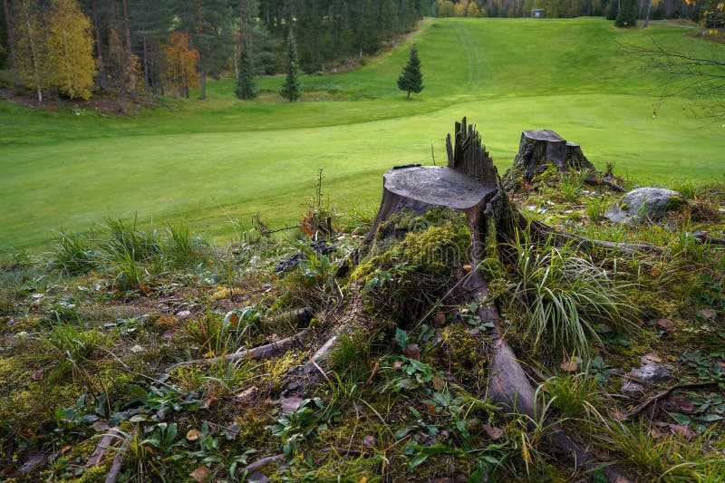 Tree Stump Next To the Golf Course in Finland Stock Photo - Image of ...