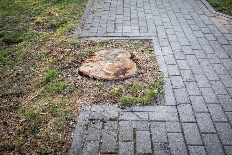 Tree Stump Next To Sidewalk in a Level of Ground, Top View Stock Image ...