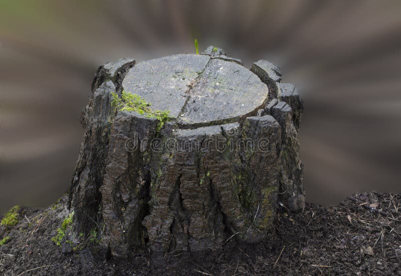 Tree stump stock image. Image of grass, forest, bare - 72581387