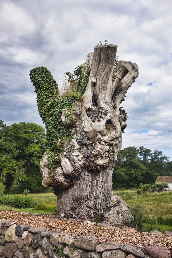 Tree stump over grown stock photo. Image of sawed, brown - 26340464