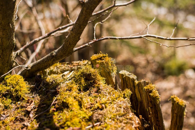 Tree Stump Overgrown by Moss Stock Photo - Image of outdoors, brown ...
