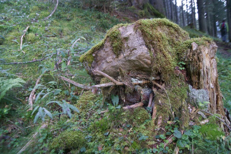 Tree Stump Overgrown with Moss Stock Image - Image of austria ...