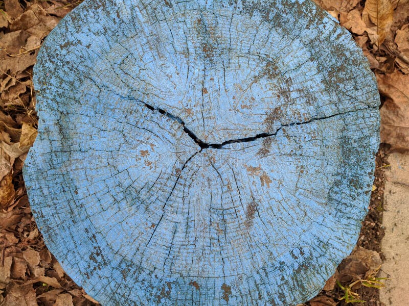 541 Painted Tree Stump Photos - Free & Royalty-Free Stock Photos from ...