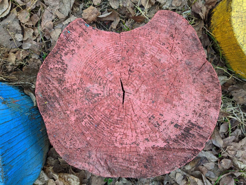 The Stump Painted with White Paint Stock Image - Image of color, ring ...