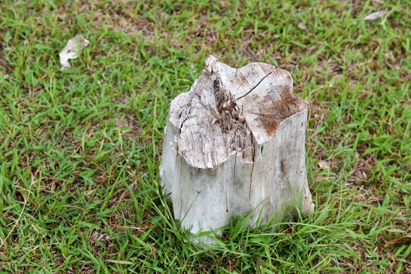 Tree stump in the park stock image. Image of green, gardening - 90839371