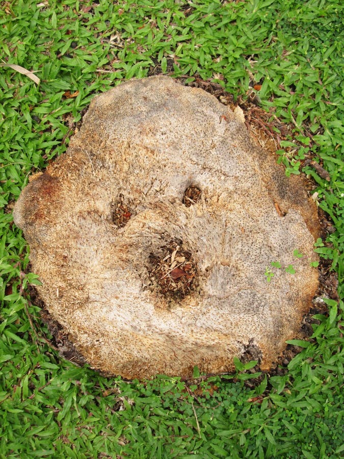 An Old Tree Stump Shows Cracks and Fractures Radiating from the Center ...
