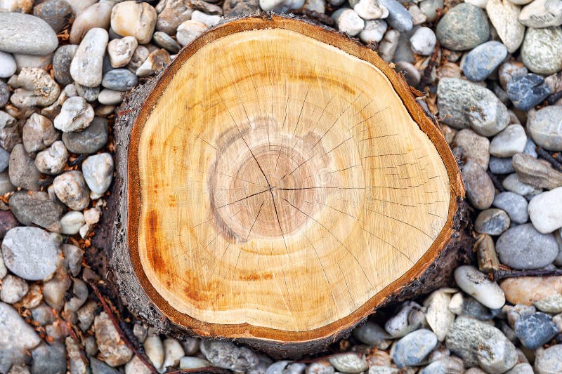 Tree Stump on the Pebble Beach Stock Image - Image of pattern, natural ...