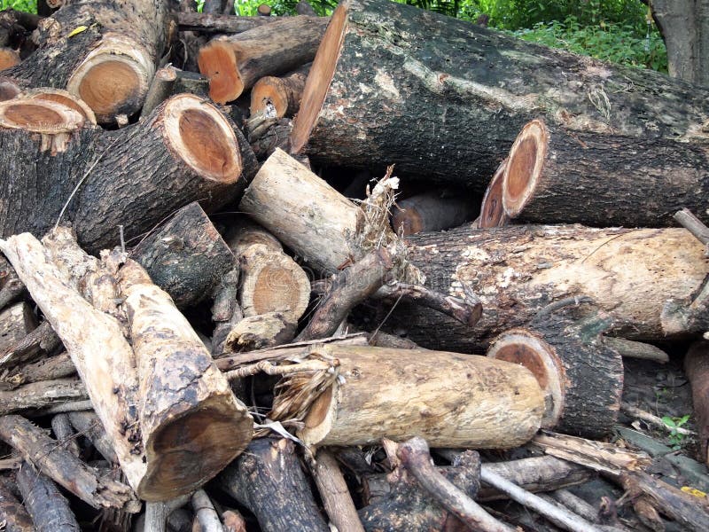 Tree stump stock photo. Image of stem, damage, closeup - 55281052