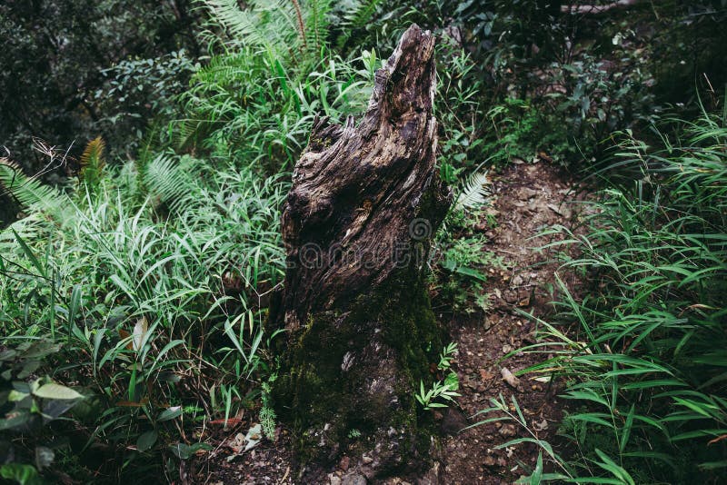 Tree Stump in the Real Forest. Stock Photo - Image of bark, lumber ...
