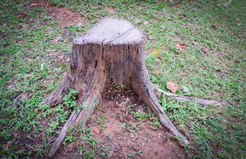 Stump tree stock image. Image of left, field, severe - 102051393
