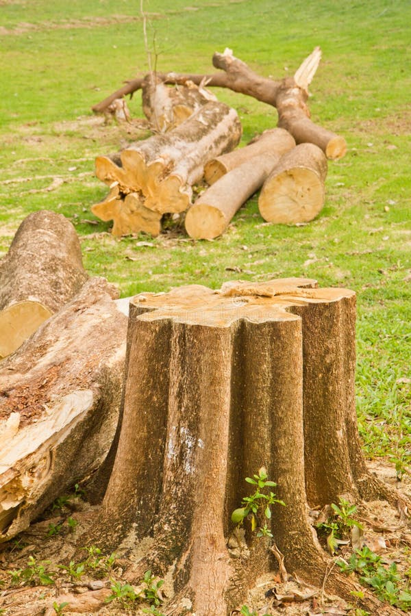 Tree stump stock image. Image of bark, sharp, failure - 43456113