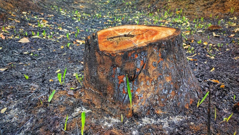 A Tree Stump Remaining after Forest Fire Stock Photo - Image of ...