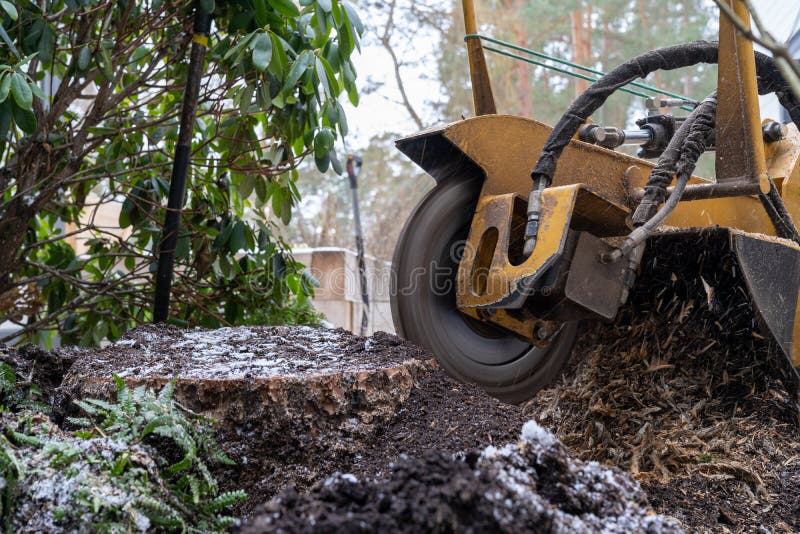 Tree Stump Removing Process with Yellow Stump Grinder Stock Image ...