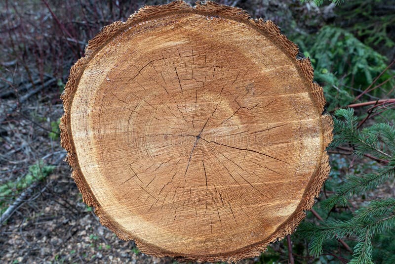 Tree stump with rings stock photo. Image of rings, slice - 186922356