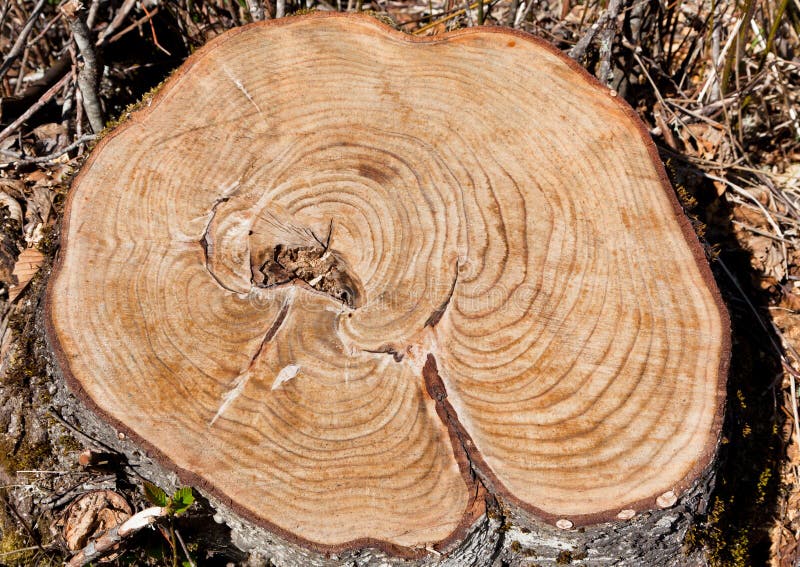 Tree Stump with Rings stock photo. Image of forrest, stump - 27668874