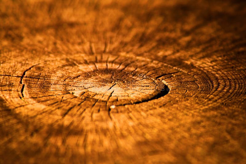 Tree Stump with Rings of Age Stock Image - Image of backgrounds, close ...