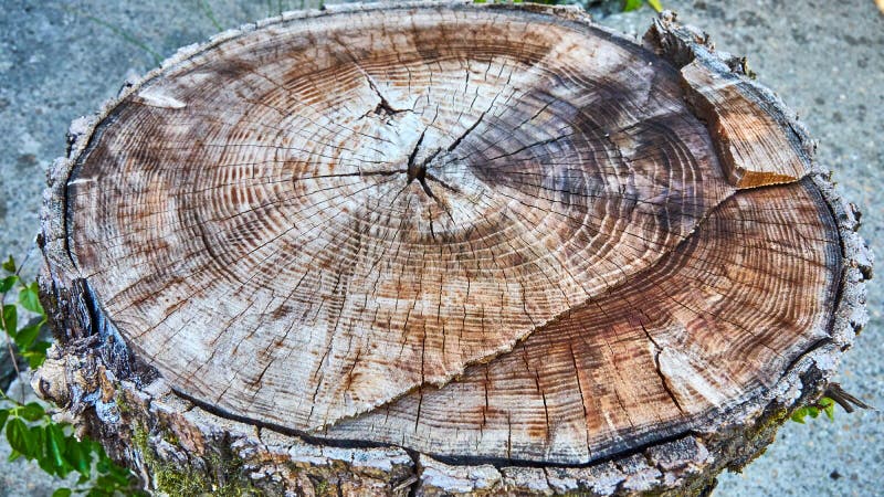 Tree Stump with Rings - Close Up. Stock Photo - Image of needles ...