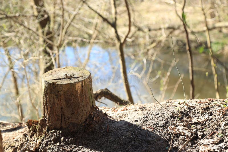 Tree Stump at the River Bank Stock Image - Image of stream, river ...