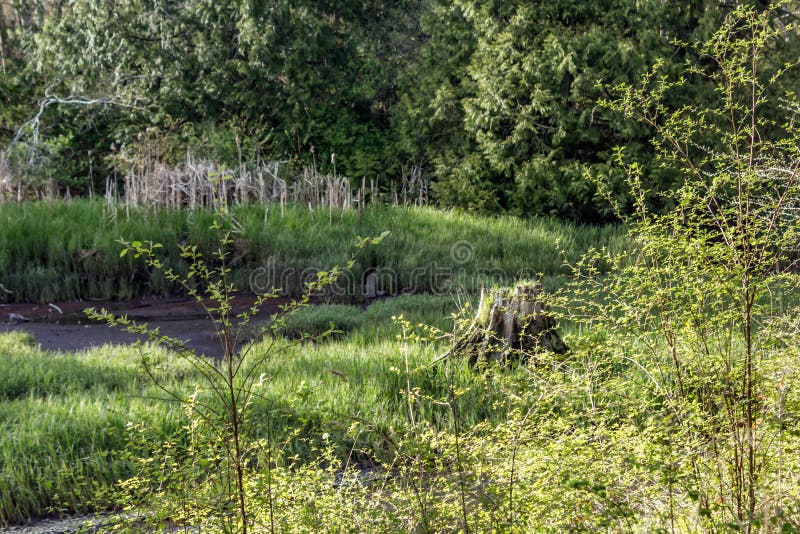 Grassy Clearing in a Forest on a Bright Sunny Day Stock Image - Image ...