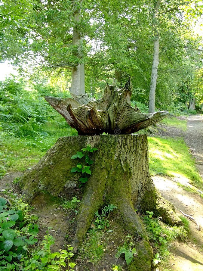 Tree Stumps stock image. Image of countryside, ground - 135371565