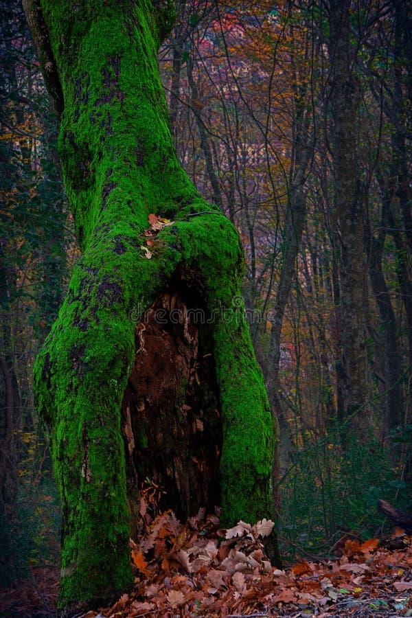 Tree Stump with Roots Resting in Forest Stock Image - Image of texture ...