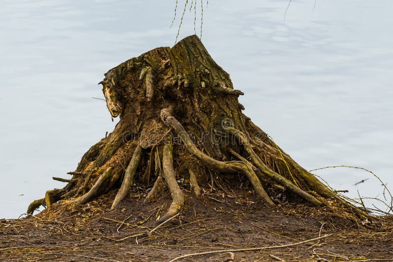 Pixcture Stock Photos - Free & Royalty-Free Stock Photos from Dreamstime