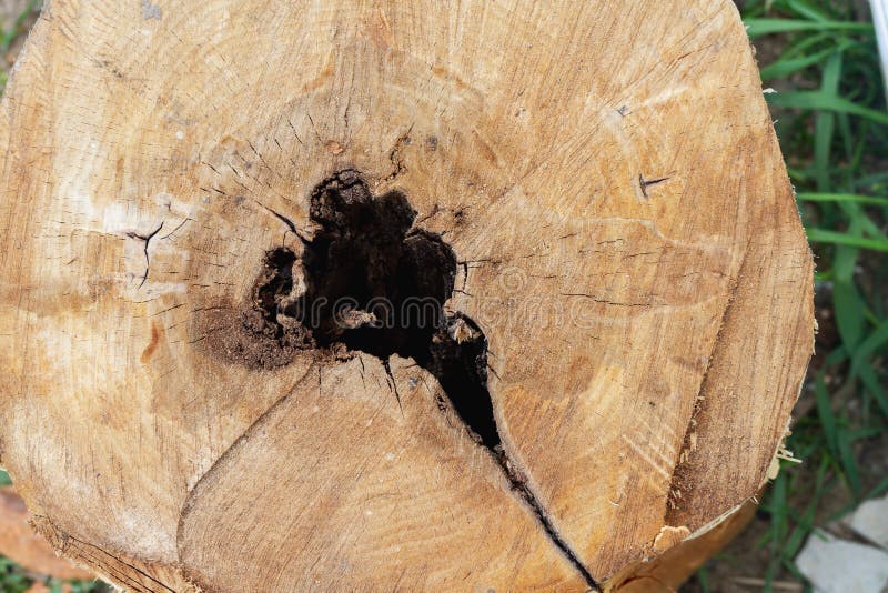 A Tree Stump with a Rotten Core in a Diseased Tree Stock Image - Image ...