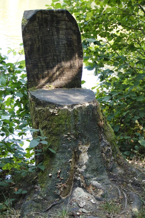 Tree Stump Sawed in a Chain in Forest Stock Photo - Image of stump ...