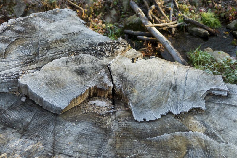 Tree Stump, Sawed Off Tree Marked by the Weather Stock Image - Image of ...
